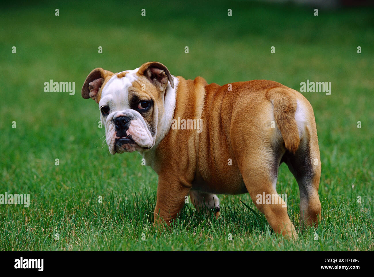 English Bulldog (Canis familiaris) puppy portrait from behind Stock ...