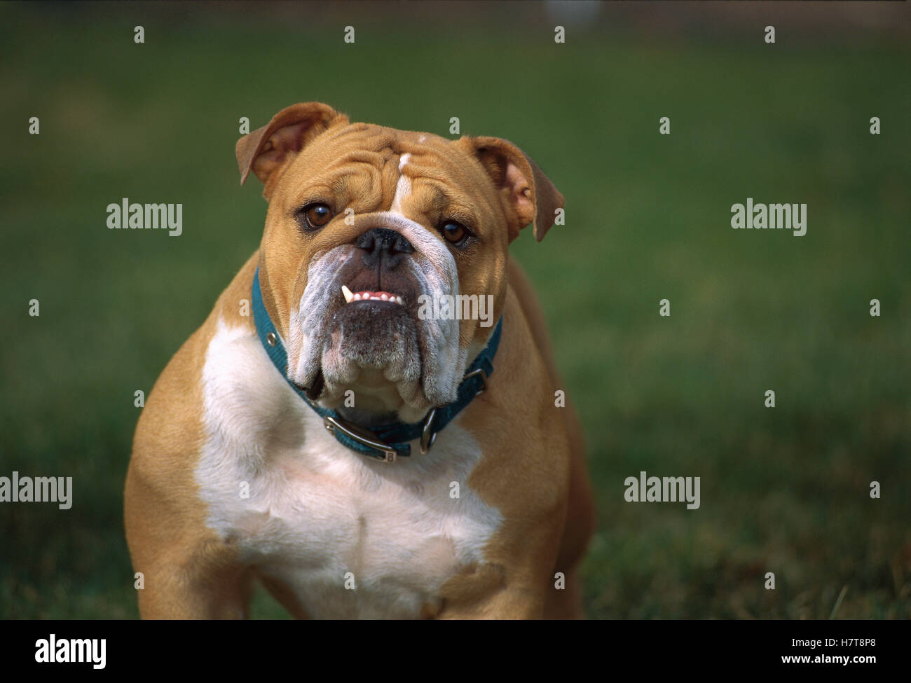 English Bulldog (Canis familiaris) adult portrait Stock Photo - Alamy