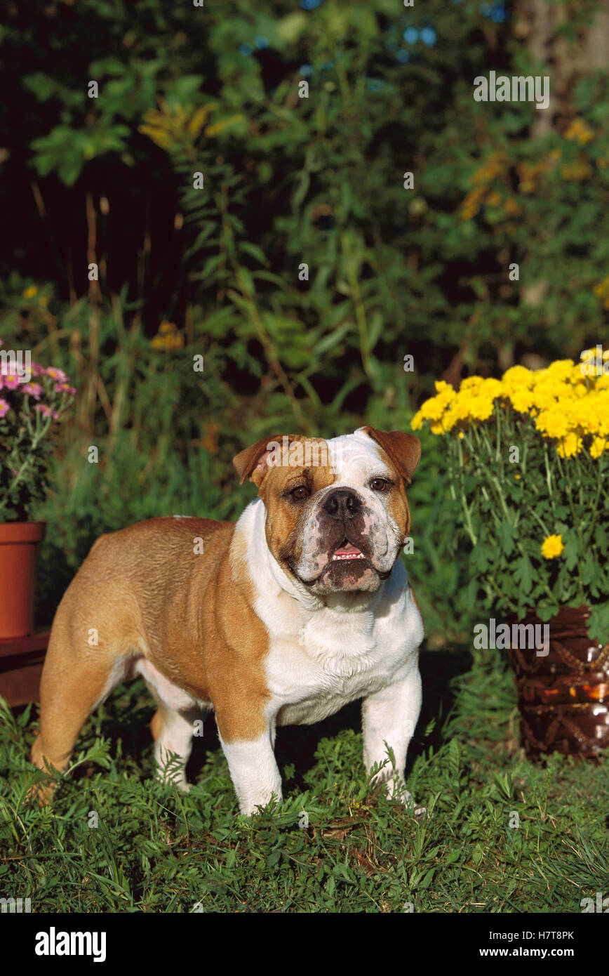 English Bulldog (Canis familiaris) adult portrait Stock Photo - Alamy