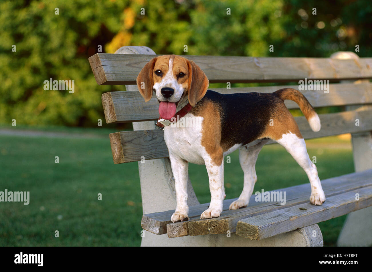 Beagle (Canis familiaris) standing on park bench Stock Photo - Alamy