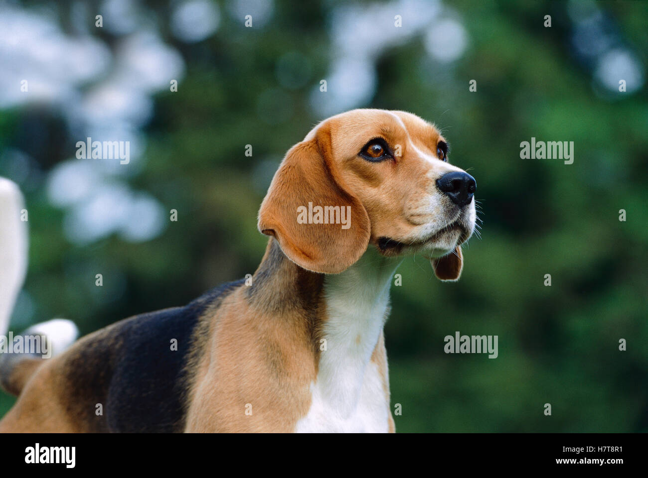 Beagle (Canis familiaris) adult portrait Stock Photo - Alamy