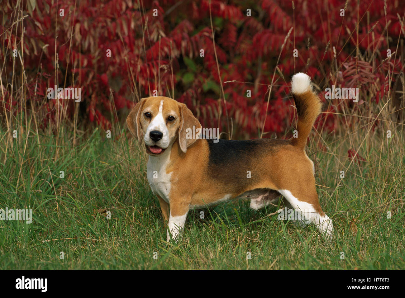 Beagle (Canis familiaris) male portrait Stock Photo - Alamy