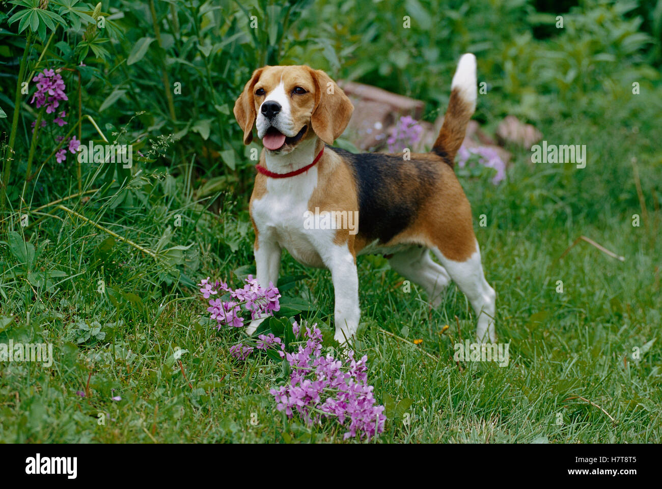 Beagle (Canis familiaris) portrait of adult female Stock Photo - Alamy