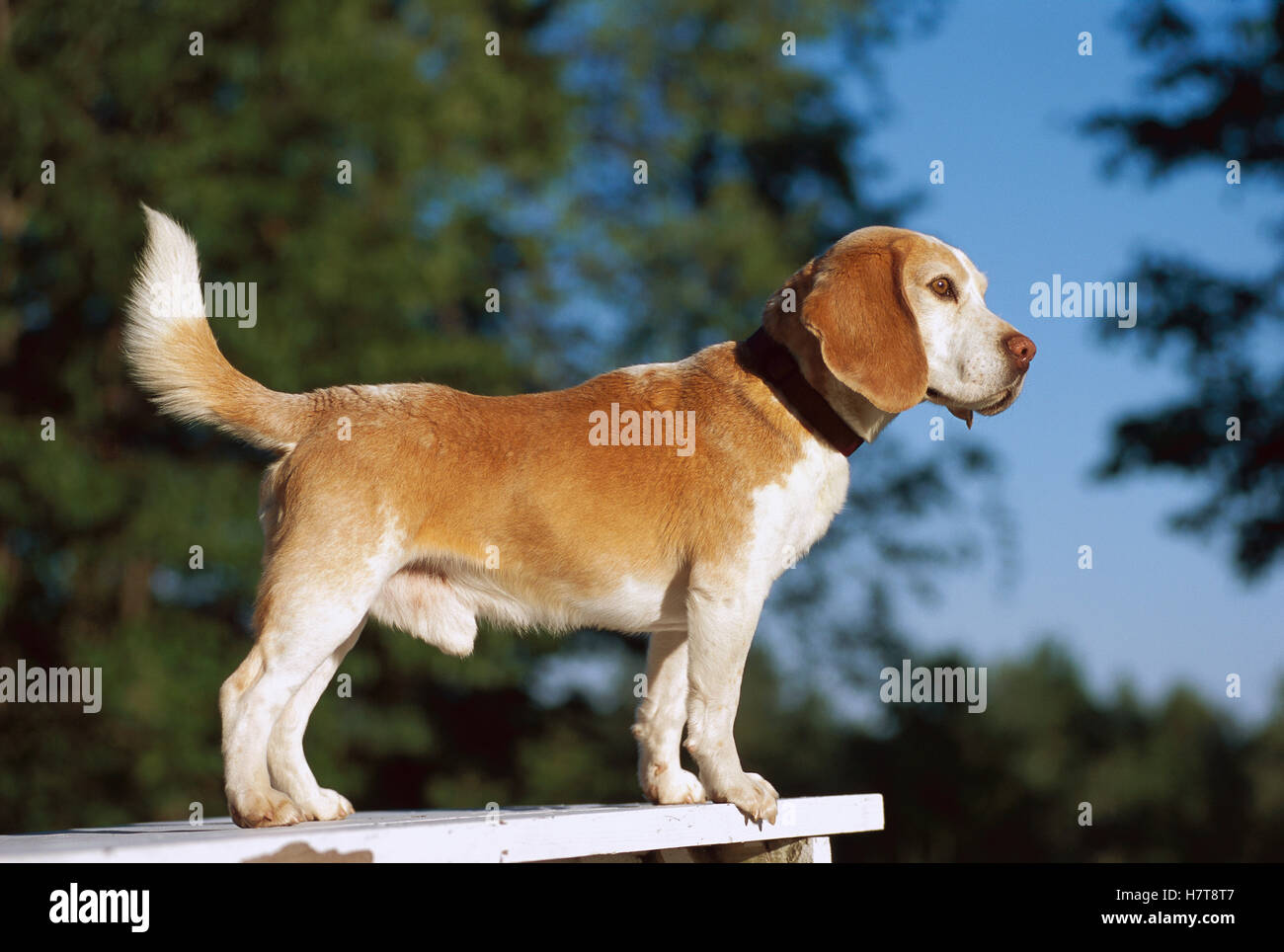 Beagle (Canis familiaris) male portrait Stock Photo - Alamy