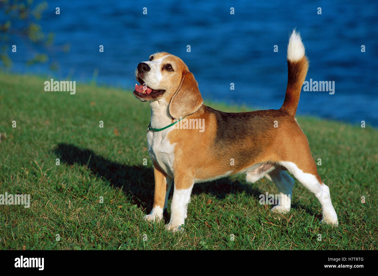 Beagle (Canis familiaris) male portrait Stock Photo - Alamy