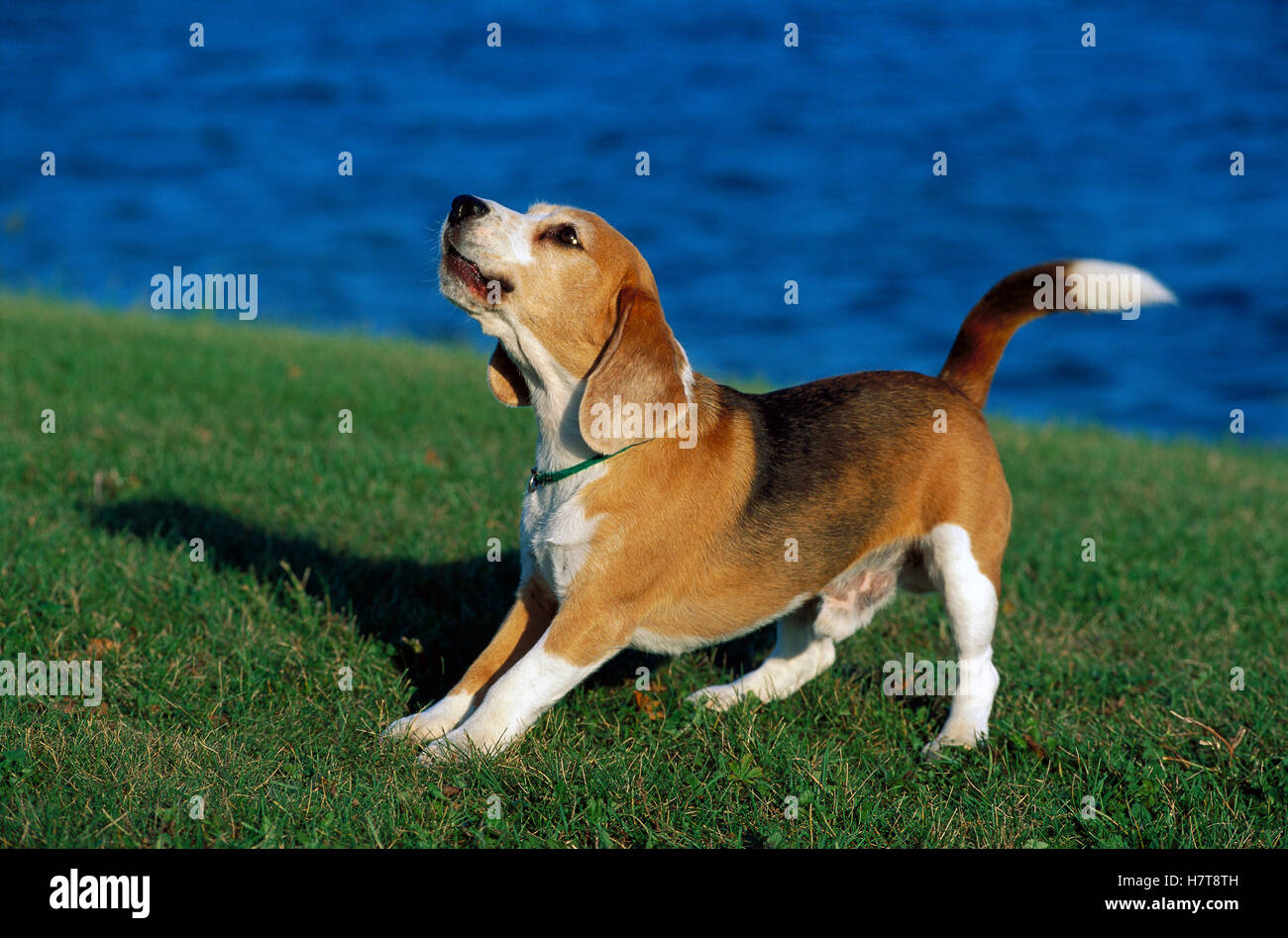 Beagle (Canis familiaris) barking Stock Photo - Alamy