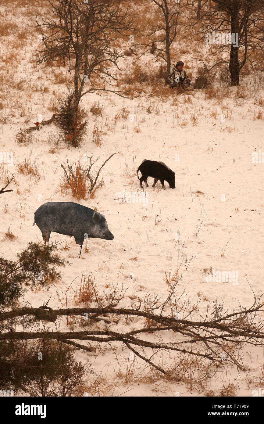 Razorback pig usa hi-res stock photography and images - Alamy