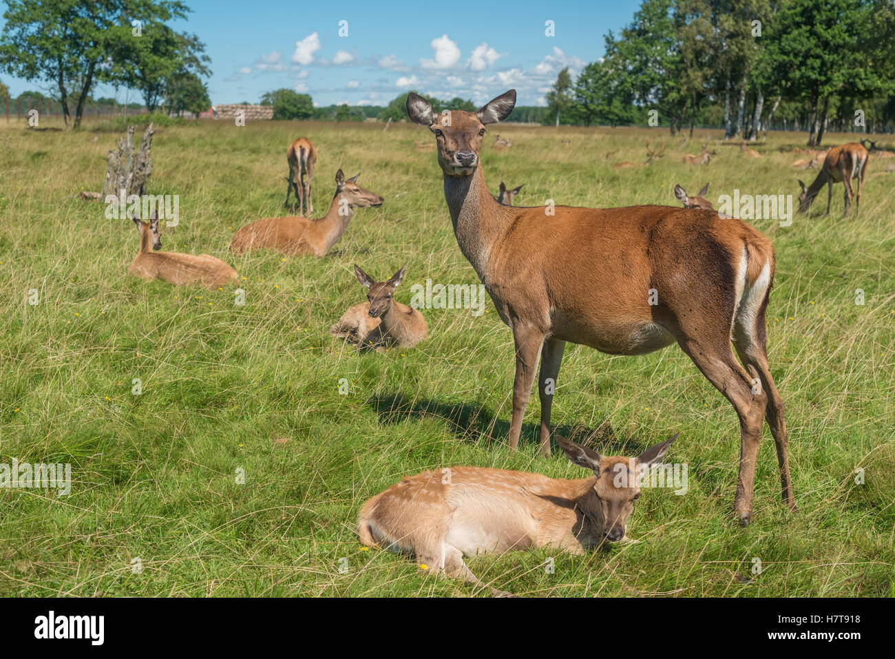 Deer grazing in field Stock Photo - Alamy