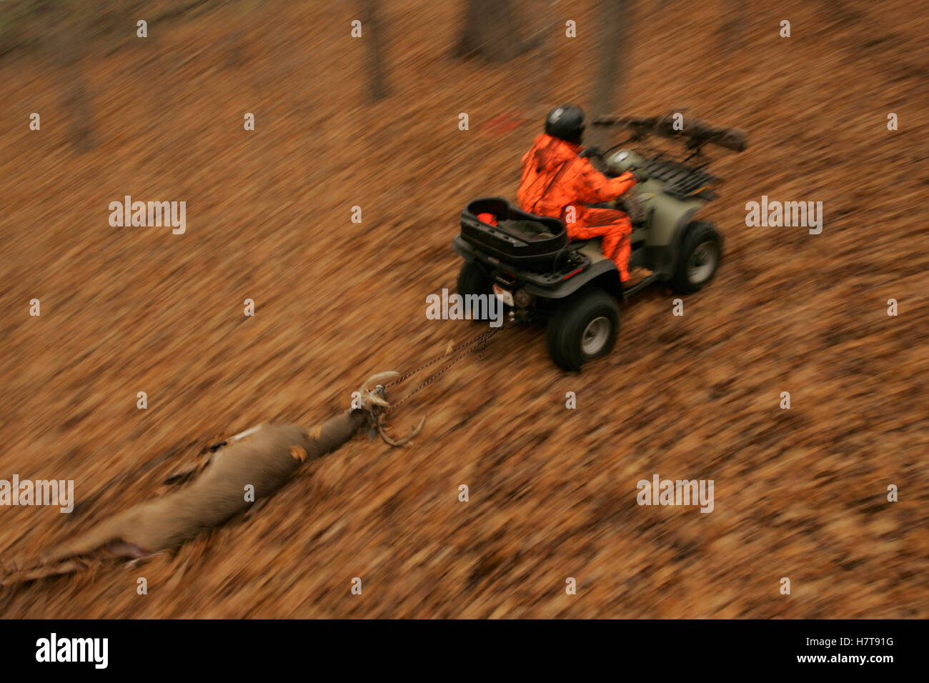 Deer Hunter Dragging Dead Deer With Atv Stock Photo - Alamy