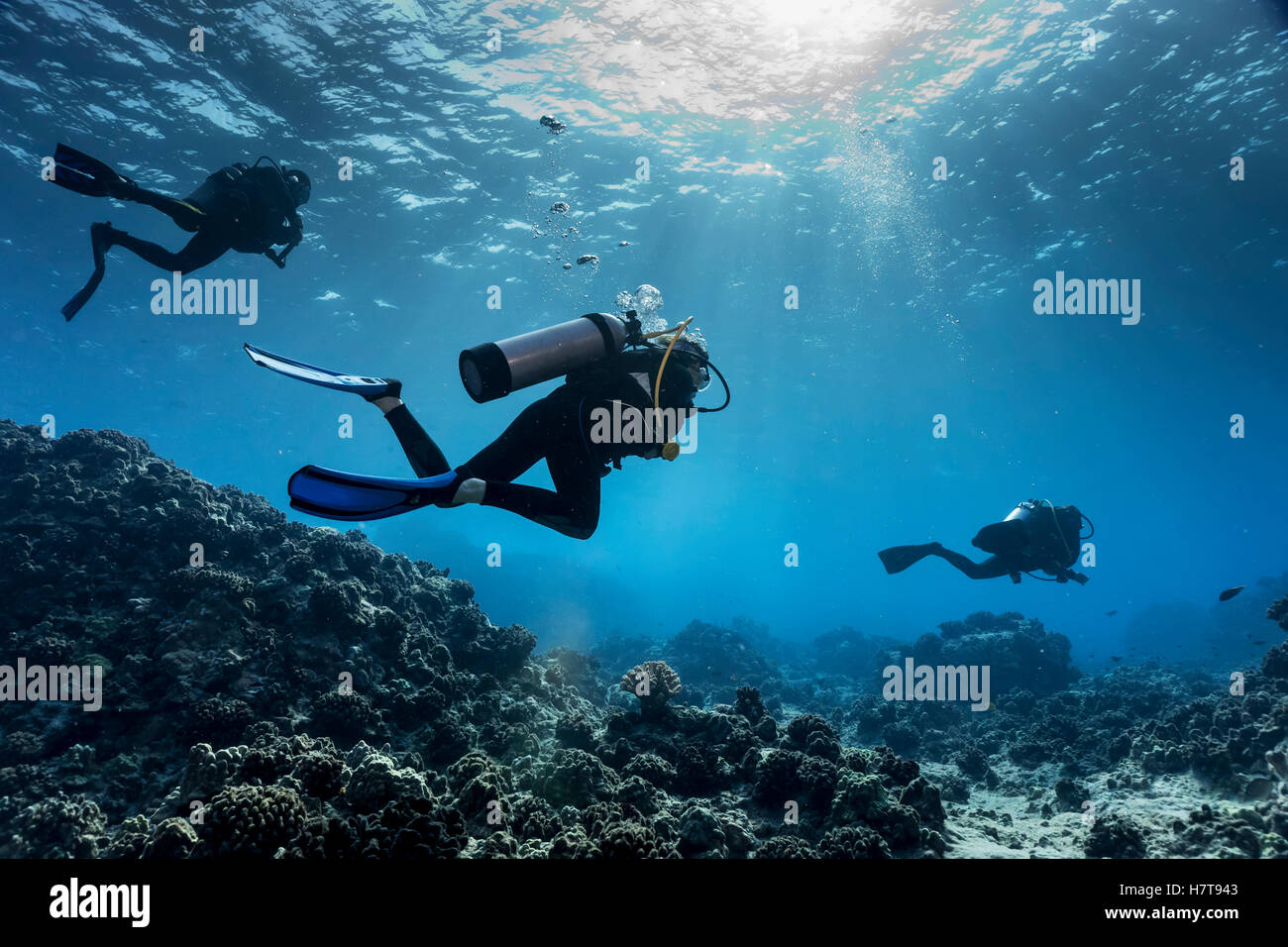 Scuba divers from Big island Divers swimming along the edge of a coral ...
