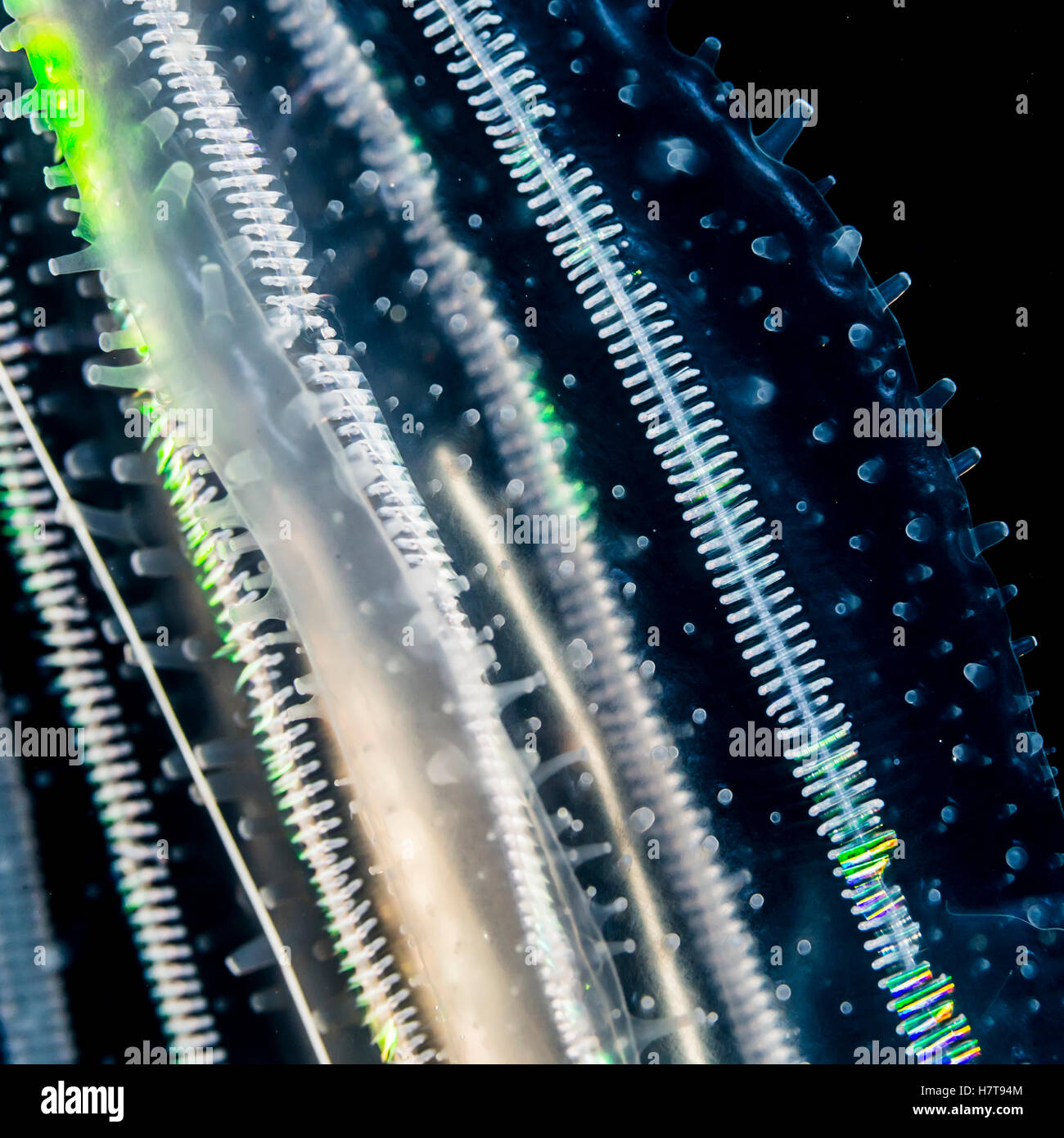 Lobate Ctenophore Or Comb Jelly (Leucothea Multicornis) That Was ...