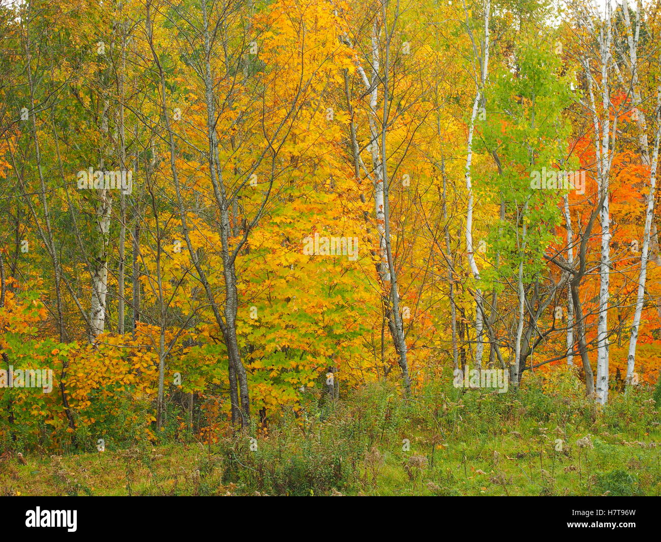 Edge of forest in the Fall Stock Photo - Alamy