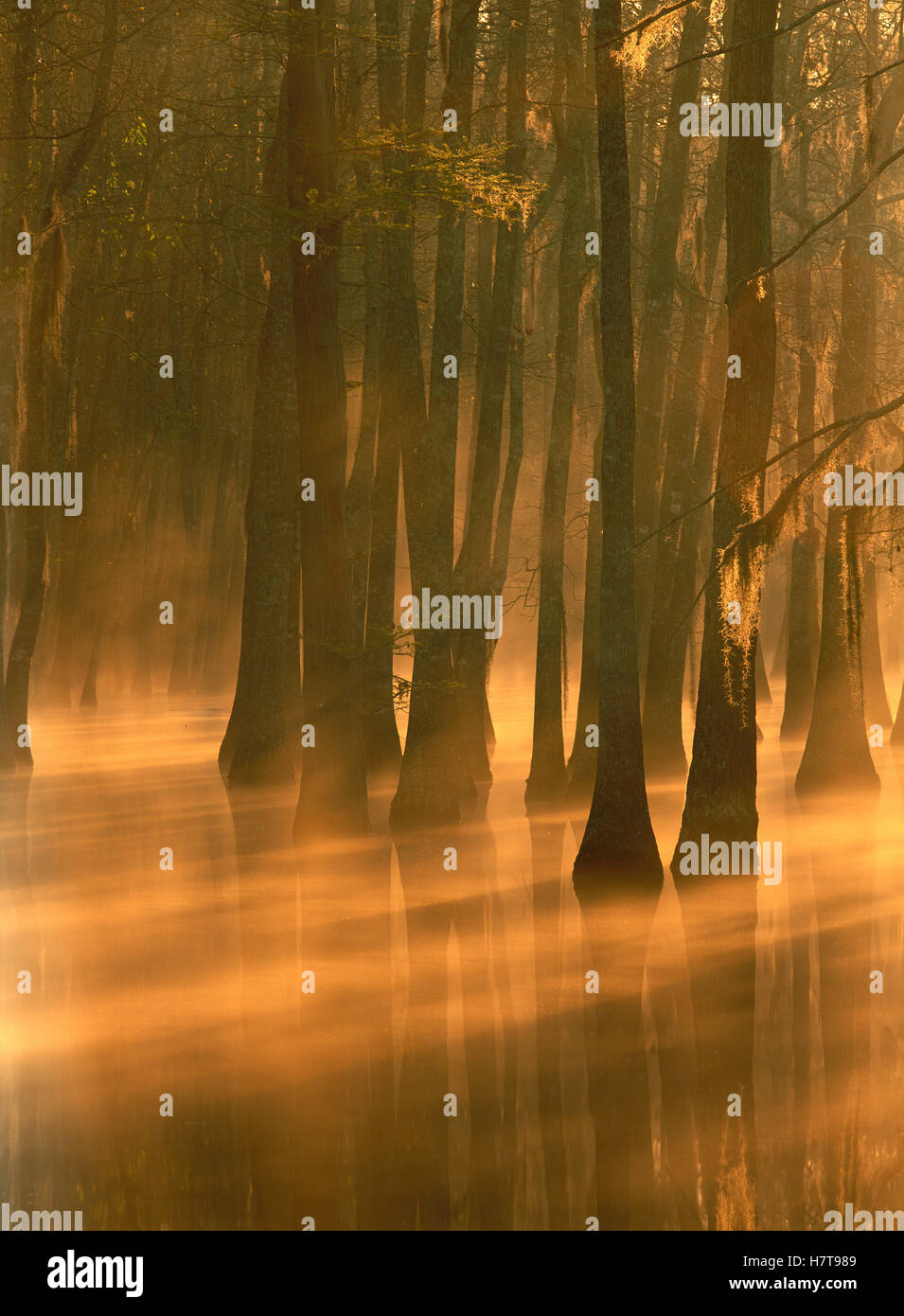 Bald Cypress (Taxodium distichum) swamp, Calcasieu River backwater ...