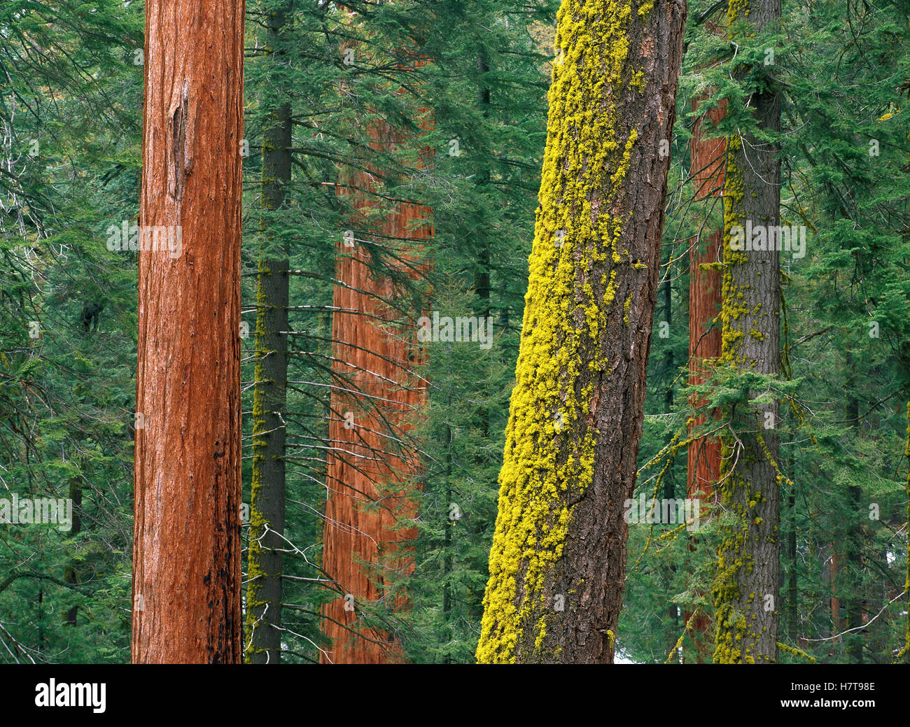 Giant Sequoia (Sequoiadendron giganteum) trees, some with mossy trunks ...