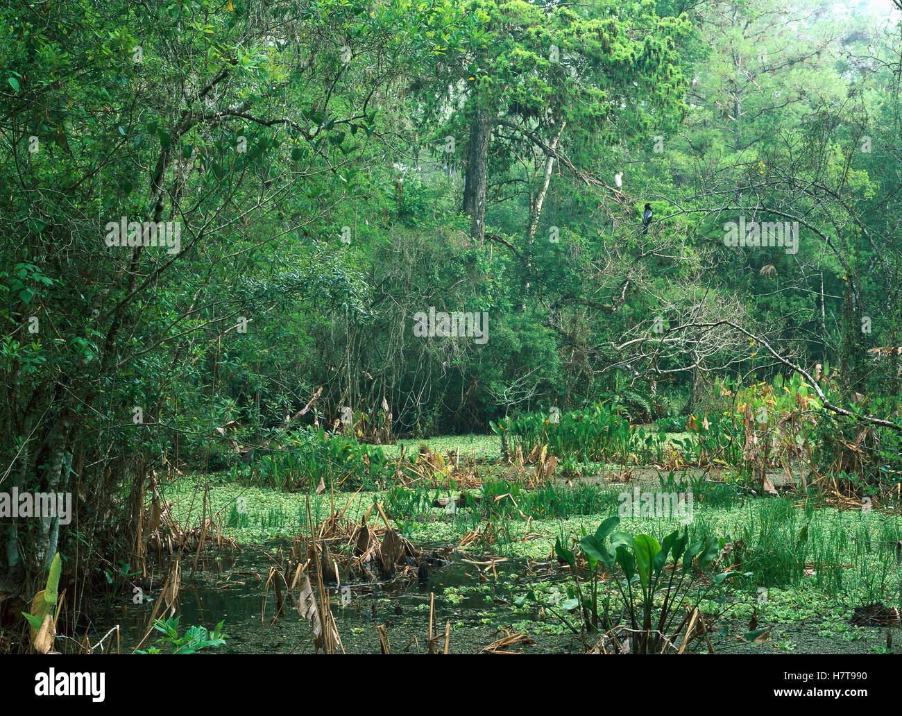 Corkscrew Swamp Sanctuary, Florida Stock Photo - Alamy