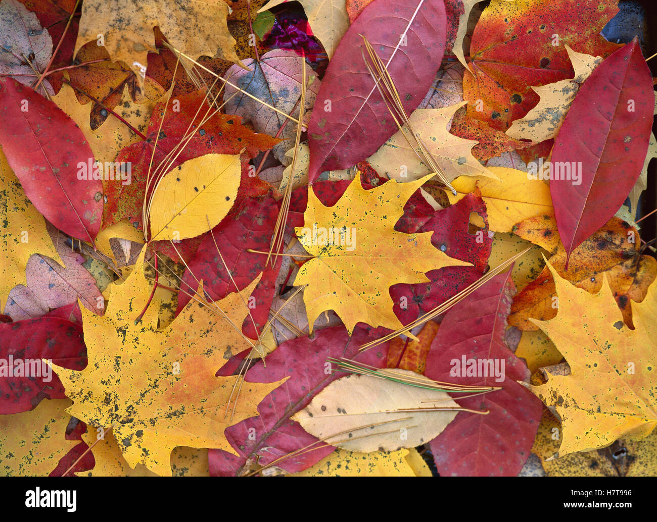 Fall-colored Maple, Sourwood and Cherry leaves on ground, Great Smoky ...