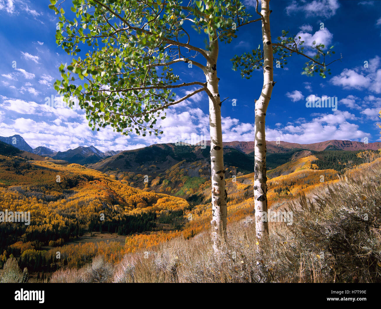 Quaking Aspen Populus Tremuloides Trees In Fall Colors On Elk