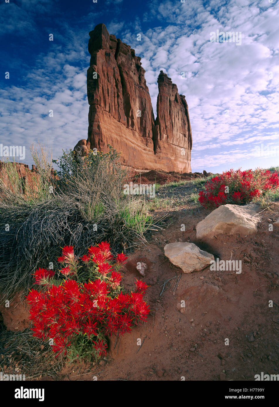 Paintbrush (Castilleja sp) and the Organ Rock, Arches National Park ...