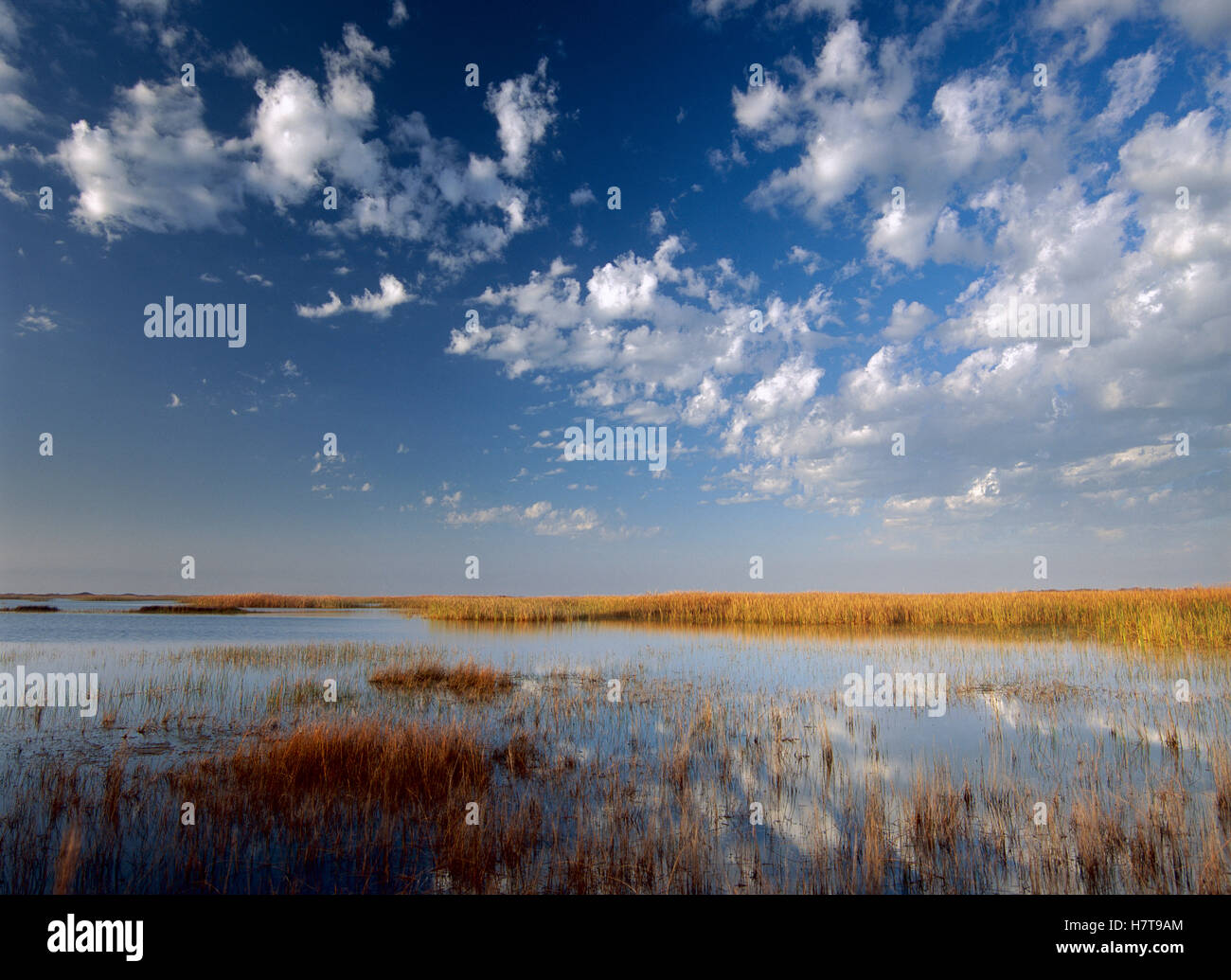 Marsh, Padre Island National Seashore, Texas Stock Photo - Alamy