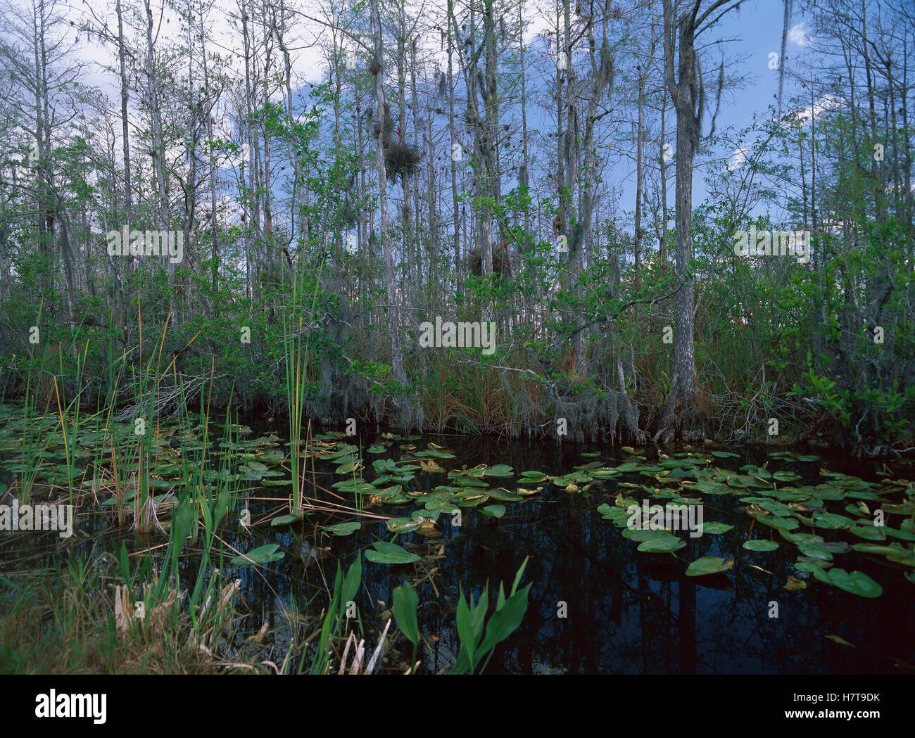 Swamp along Tamiami Trail Scenic Highway, southwest Florida Stock Photo ...