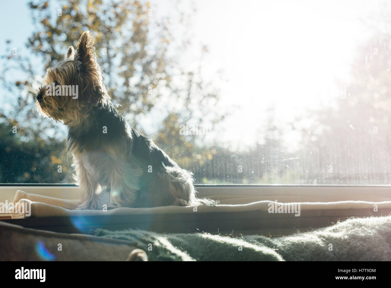 A dog sat looking through a window Stock Photo - Alamy