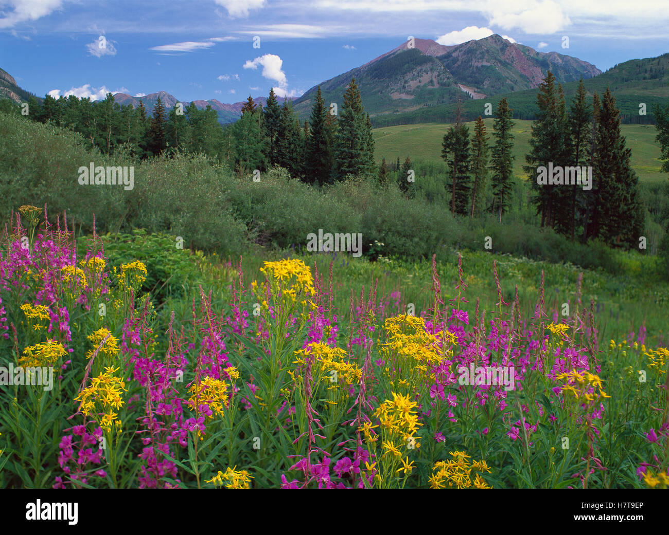 Groundsel (Senecio sp) and Fireweed (Chamerion angustifolium) with Mt ...