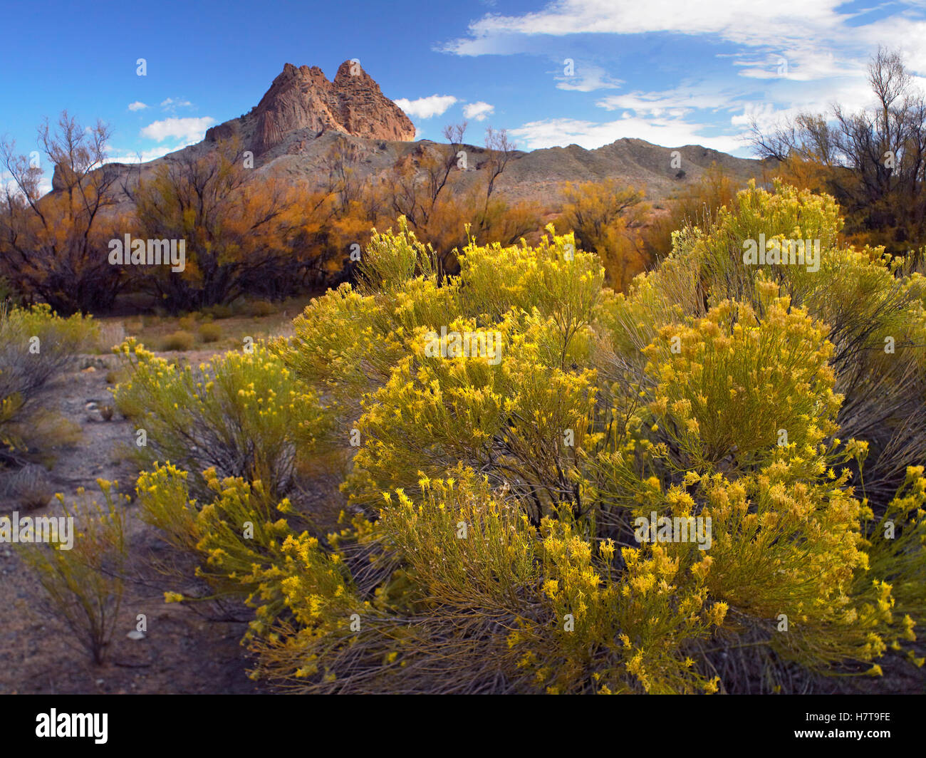Mitten Rock with autumn colored cottonwoods and blooming desert shrubs ...