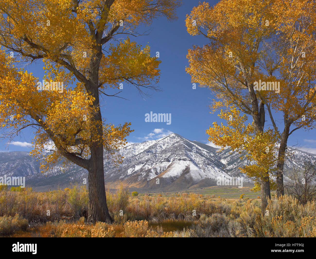 Cottonwood (Populus sp) trees, fall foliage, Carson Valley, Nevada ...
