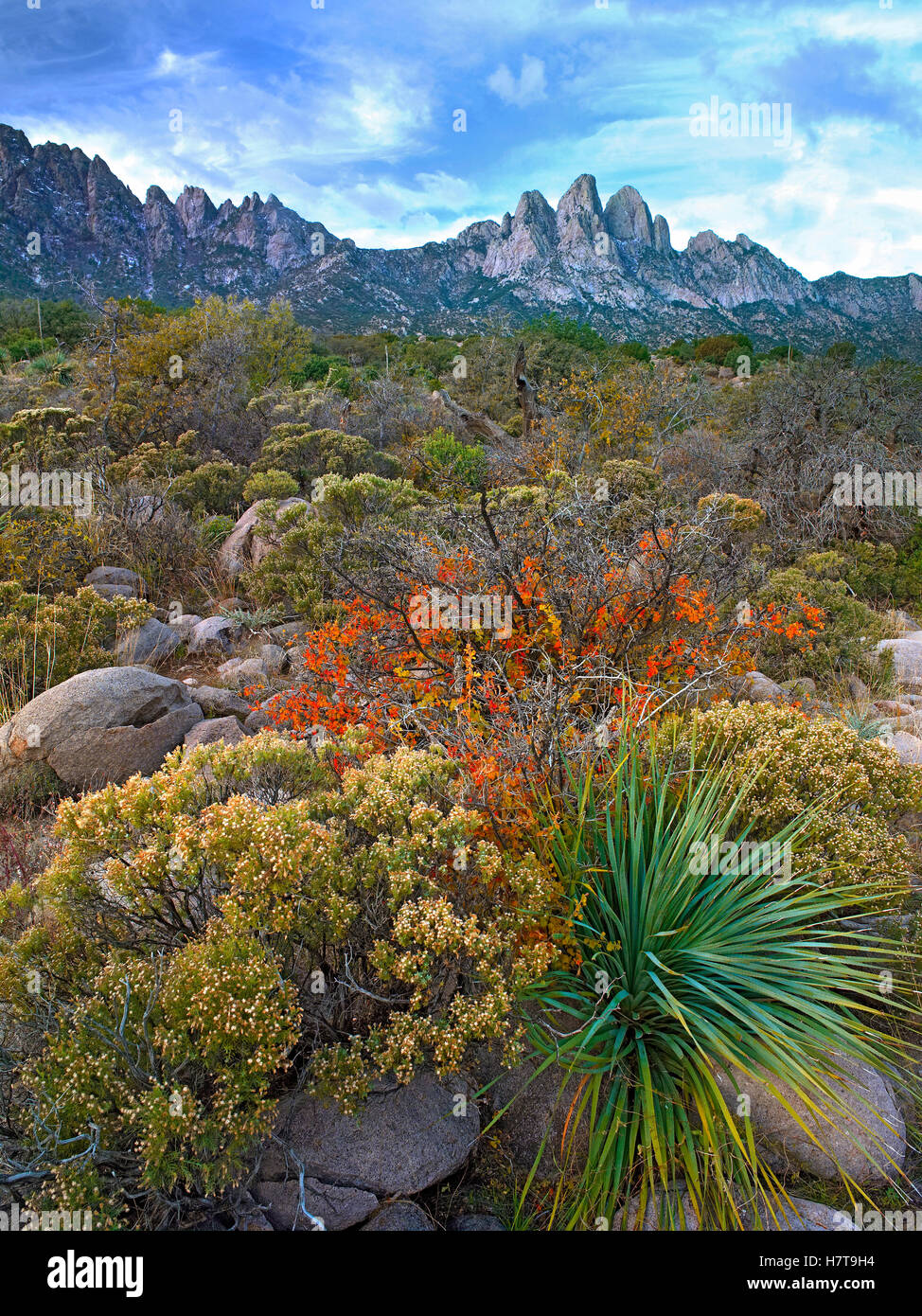 Coyote Bush (Baccharis pilularis) and other desert vegetation, Organ ...