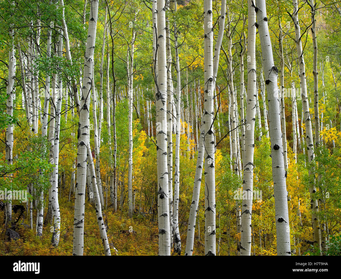 Quaking Aspen (Populus tremuloides) trees in fall, Colorado Stock Photo ...