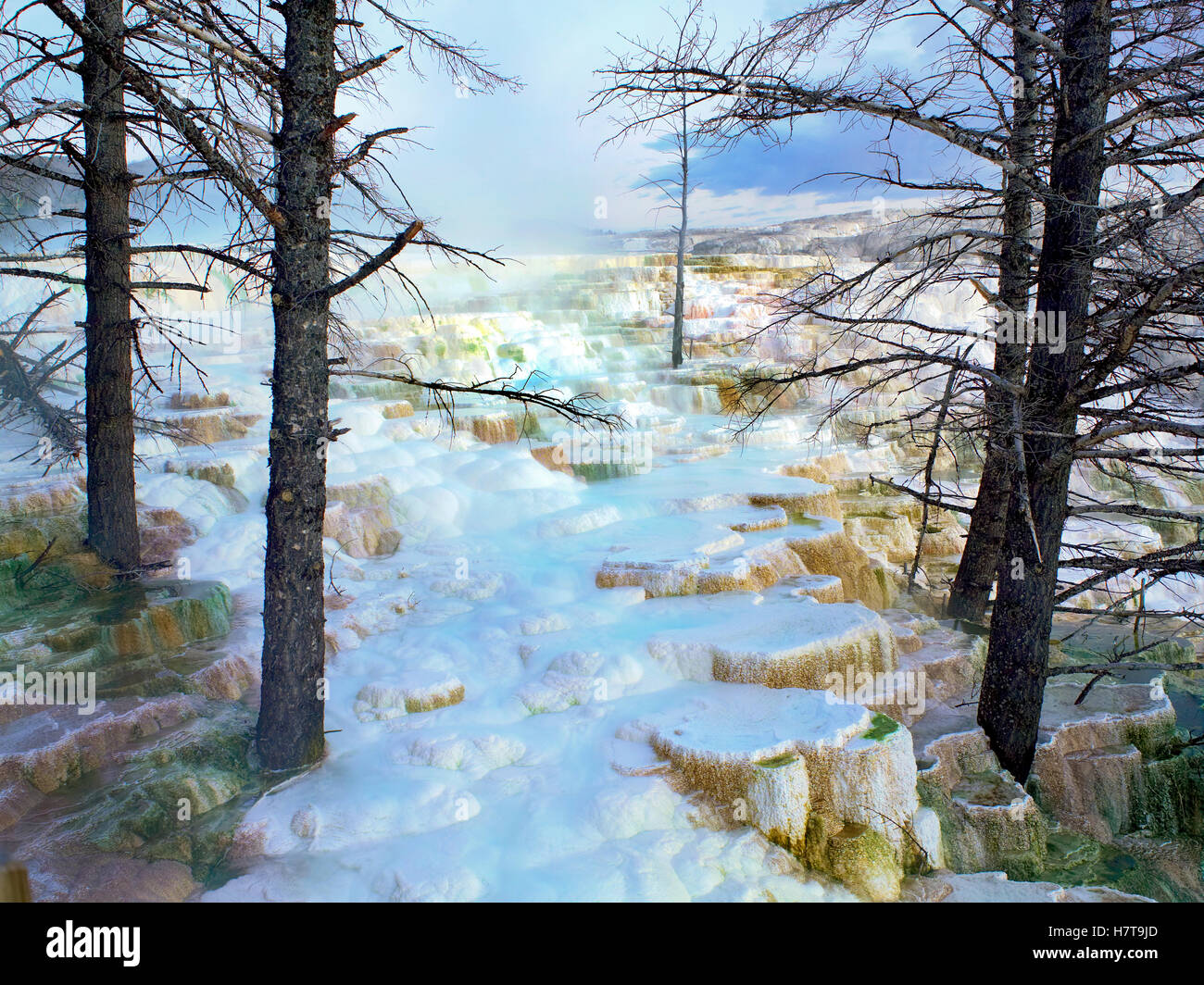 Travertine formations, Minerva Terrace, Mammoth Hot Springs ...