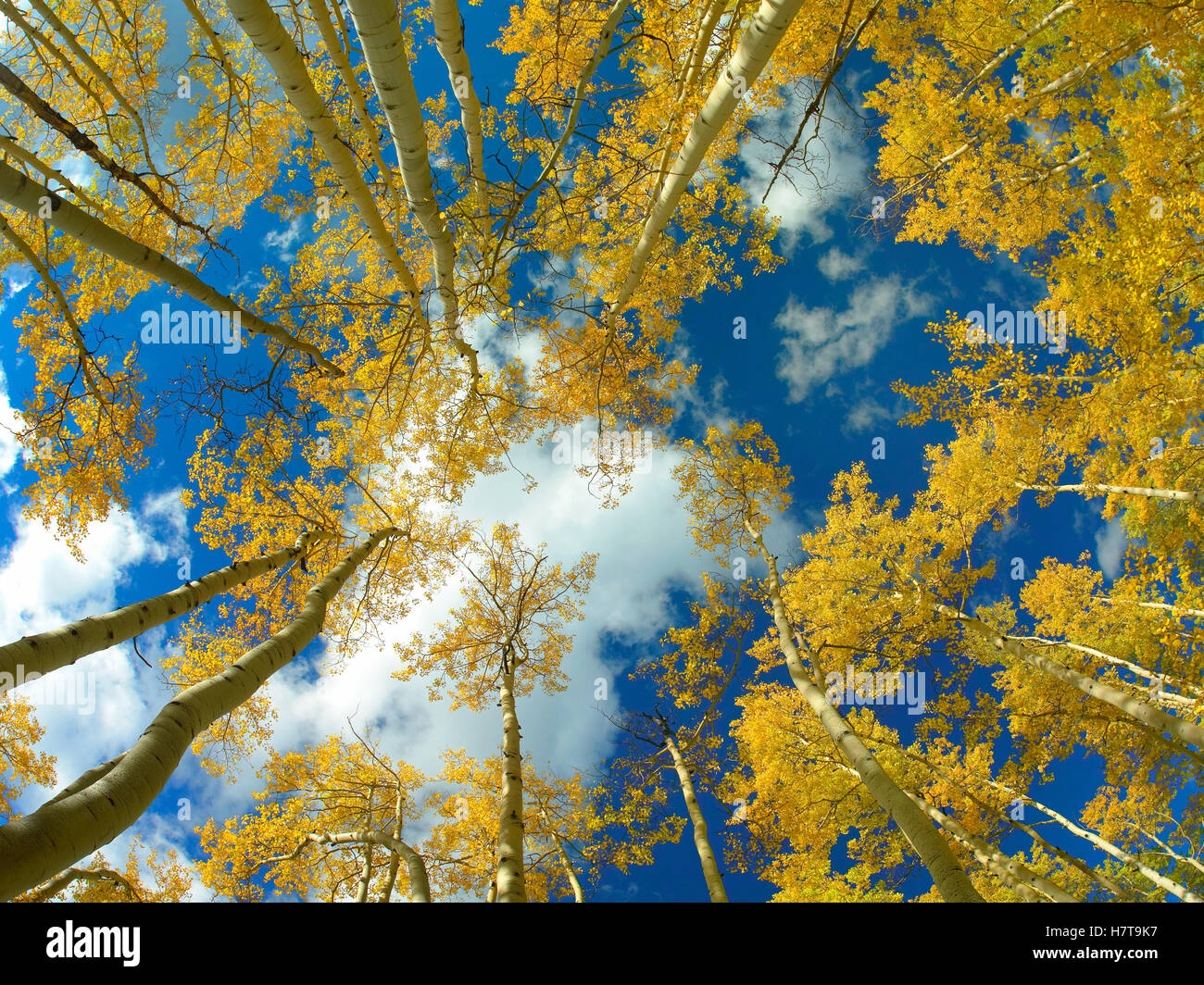 Looking up at blue sky through a canopy of fall colored Aspen trees ...