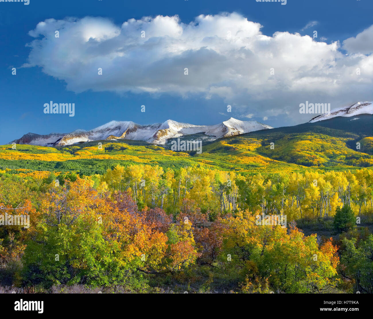 East Beckwith Mountain flanked by fall colored Aspen forests under ...