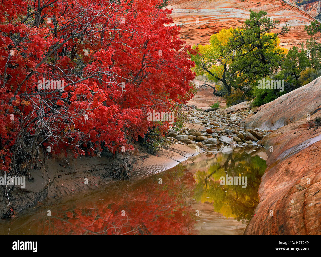 Maple (Acer sp) and Cottonwood (Populus sp) trees in autumn, Zion ...