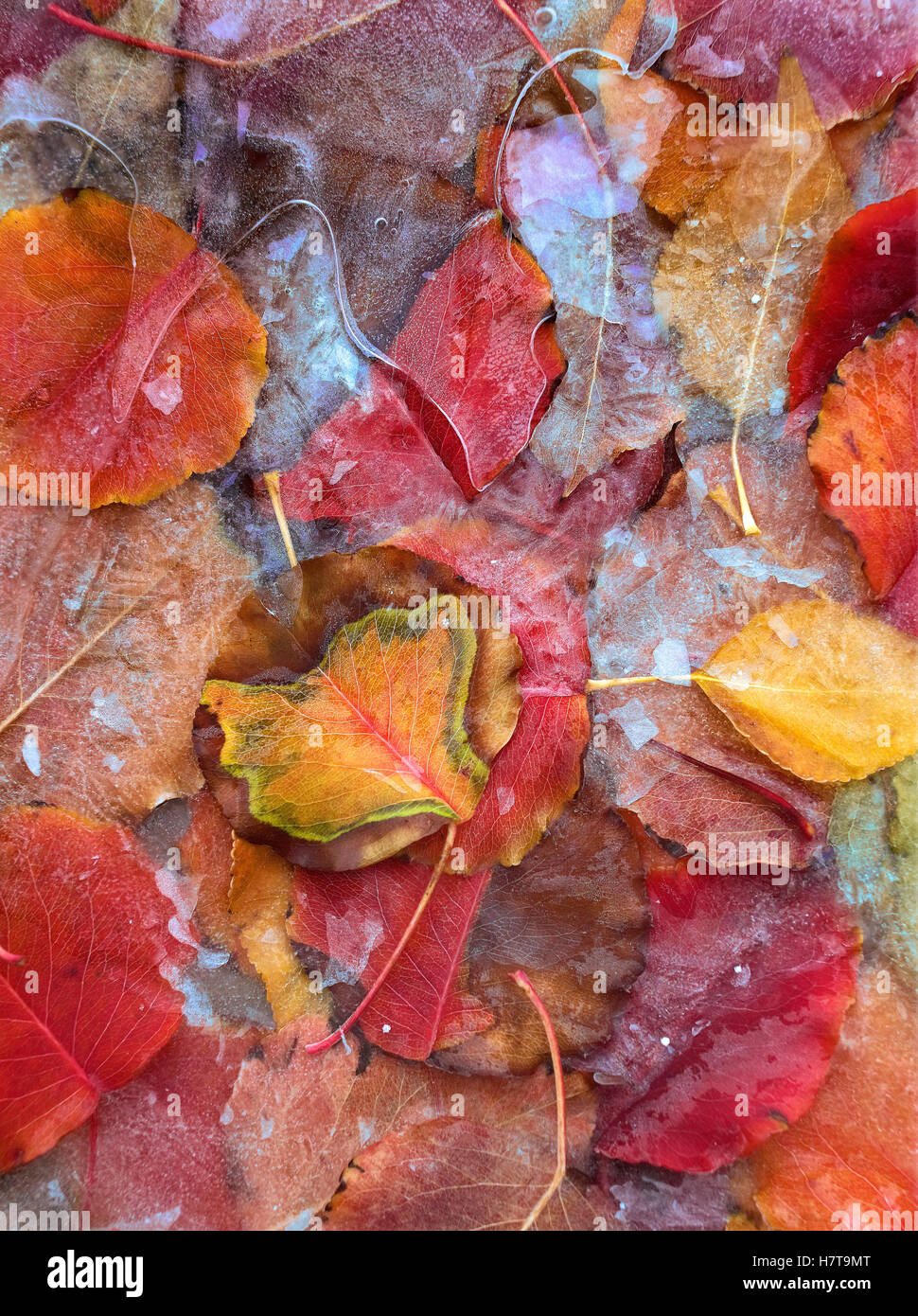 Fallen autumn colored Aspen leaves frozen on the ground Stock Photo - Alamy