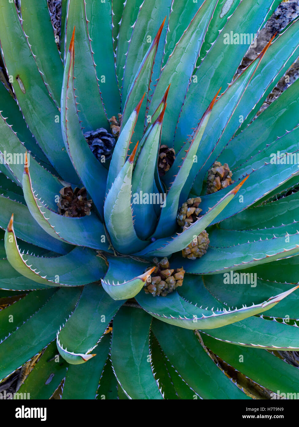 Agave (Agave sp) plants with pine cones, North America Stock Photo - Alamy
