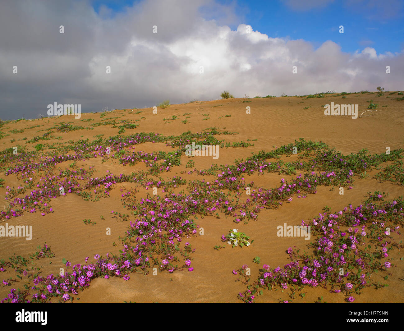 Sand Verbena (Abronia sp) growing, Imperial Sand Dunes, California ...