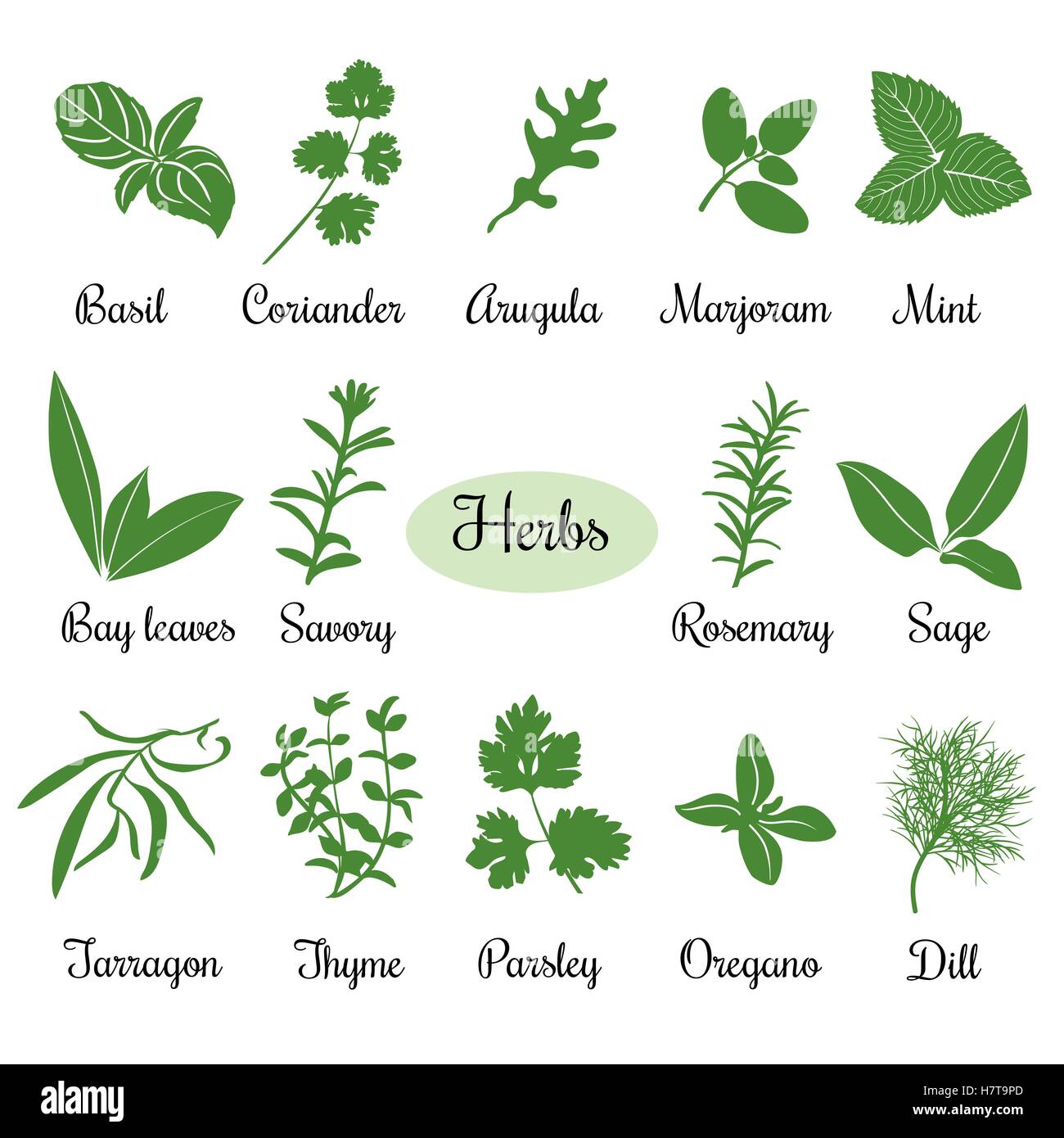 Big set of simple flat culinary herbs. Silhouettes Stock Vector Image ...