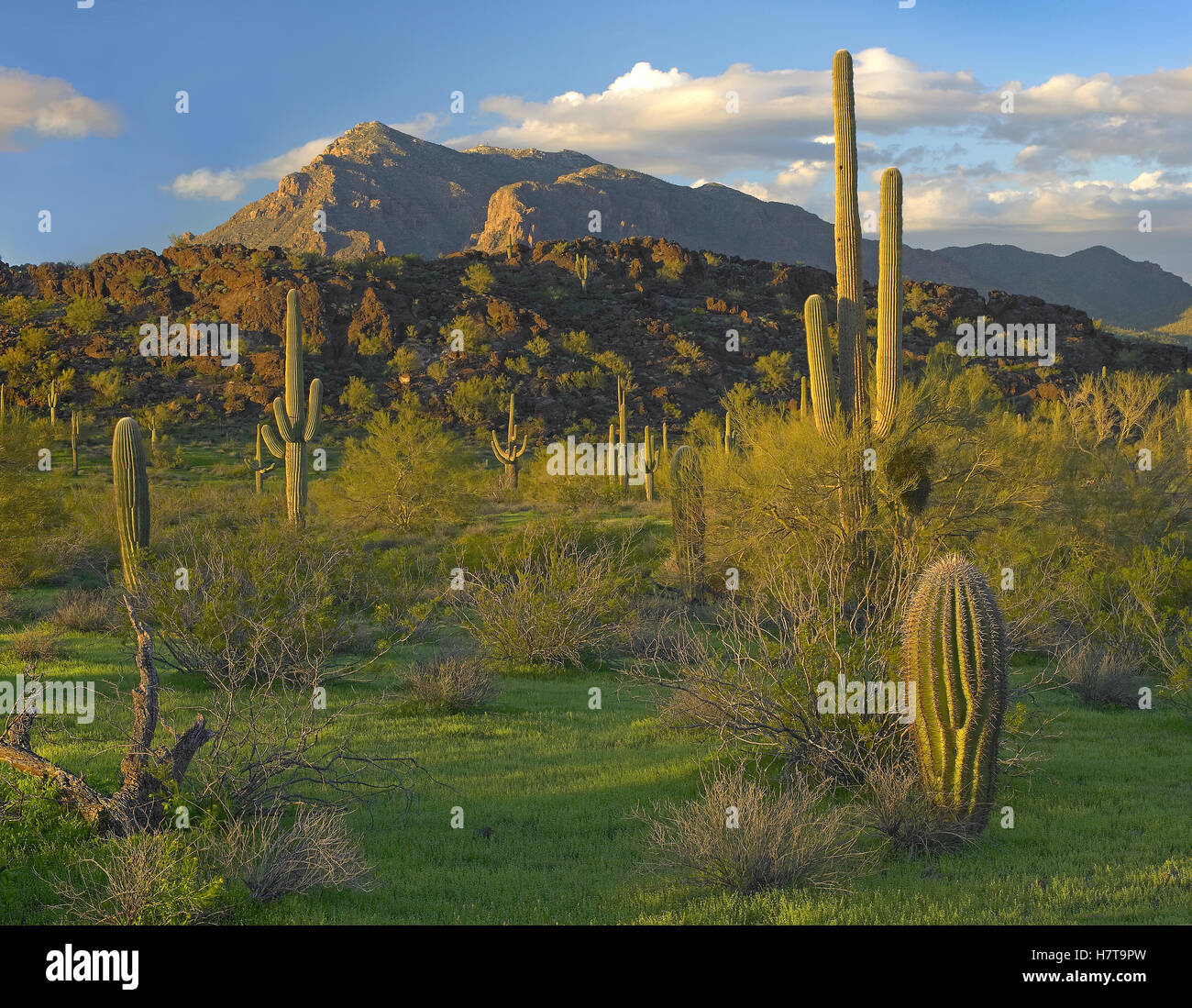 Saguaro (Carnegiea gigantea) cacti, Picacho Mountains, Picacho Peak ...