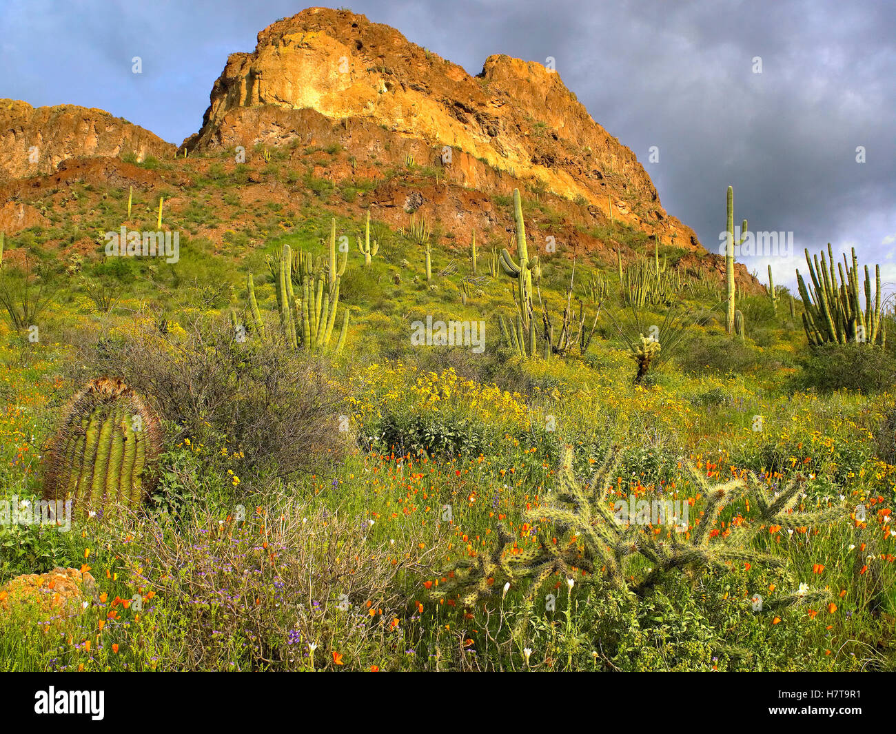 Organ Pipe Cactus (Stenocereus thurberi), Organ Pipe Cactus National ...