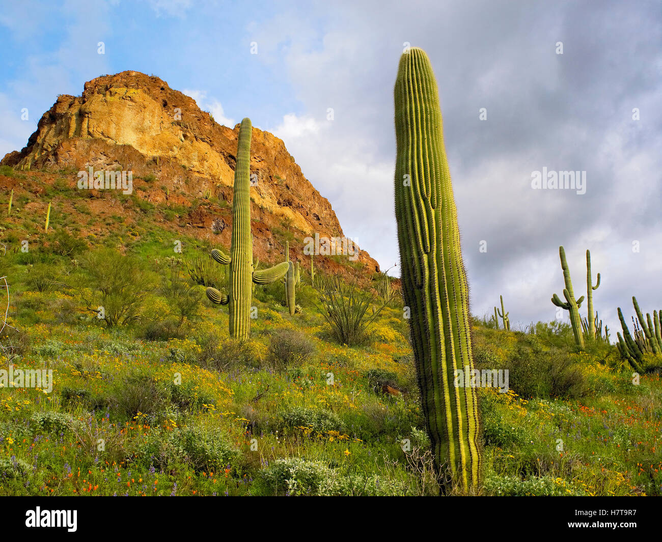 Organ Pipe Cactus (Stenocereus thurberi), Organ Pipe Cactus National ...