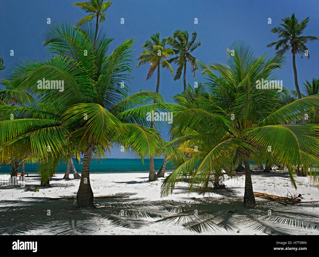 Palm trees on beach at Palmetto Bay, Roatan Island, Honduras Stock ...