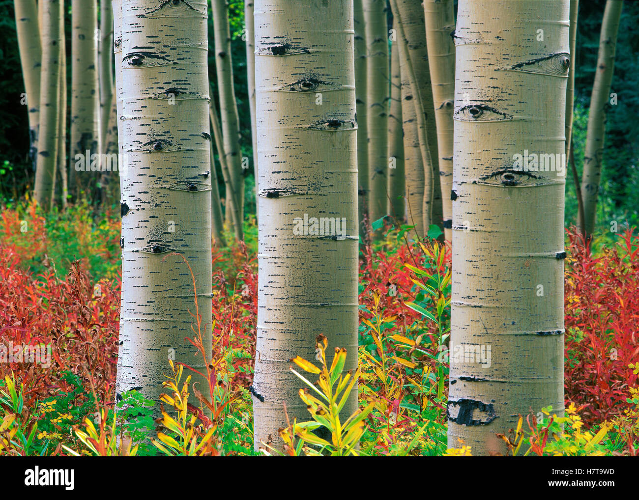 Quaking Aspen (Populus tremuloides) trunks, Colorado Stock Photo - Alamy
