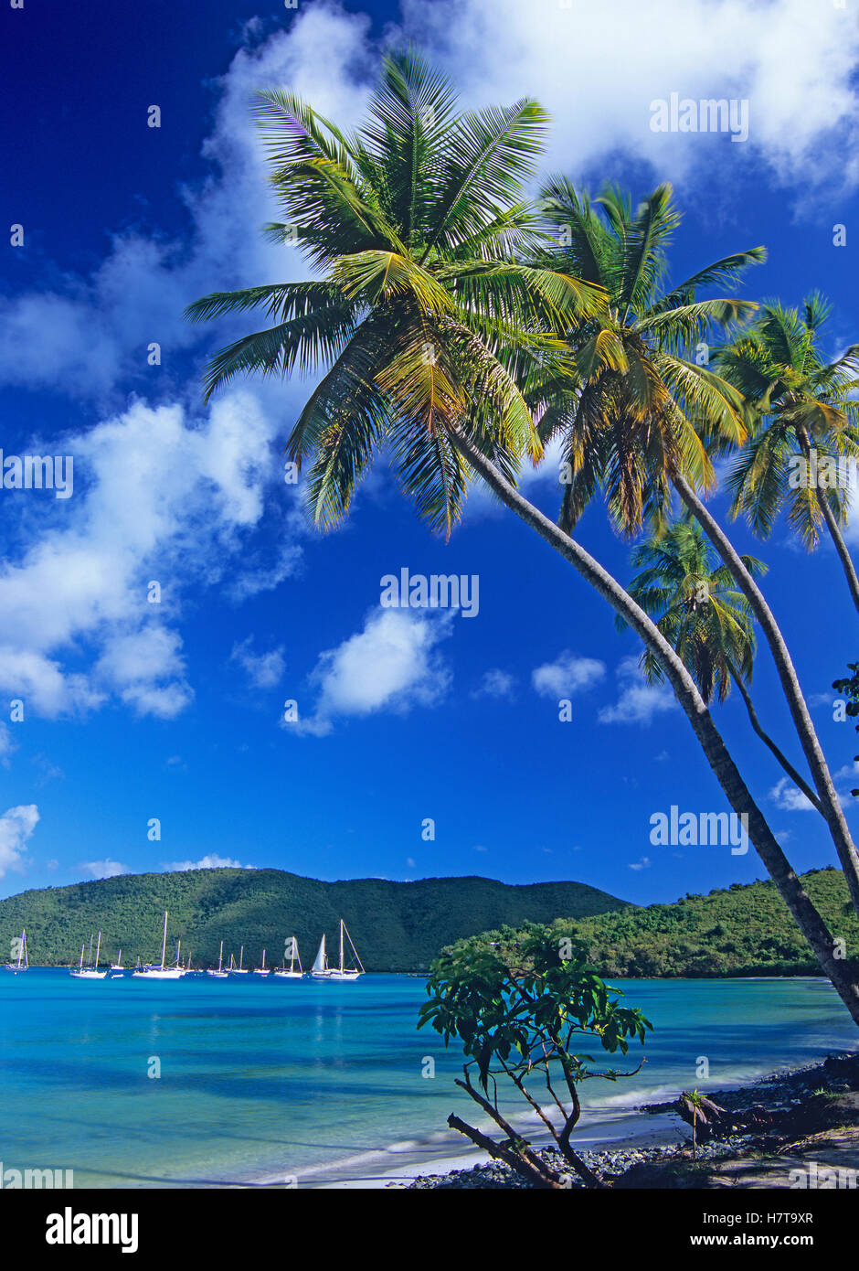 Palm trees at Maho Bay, Virgin Islands Stock Photo - Alamy