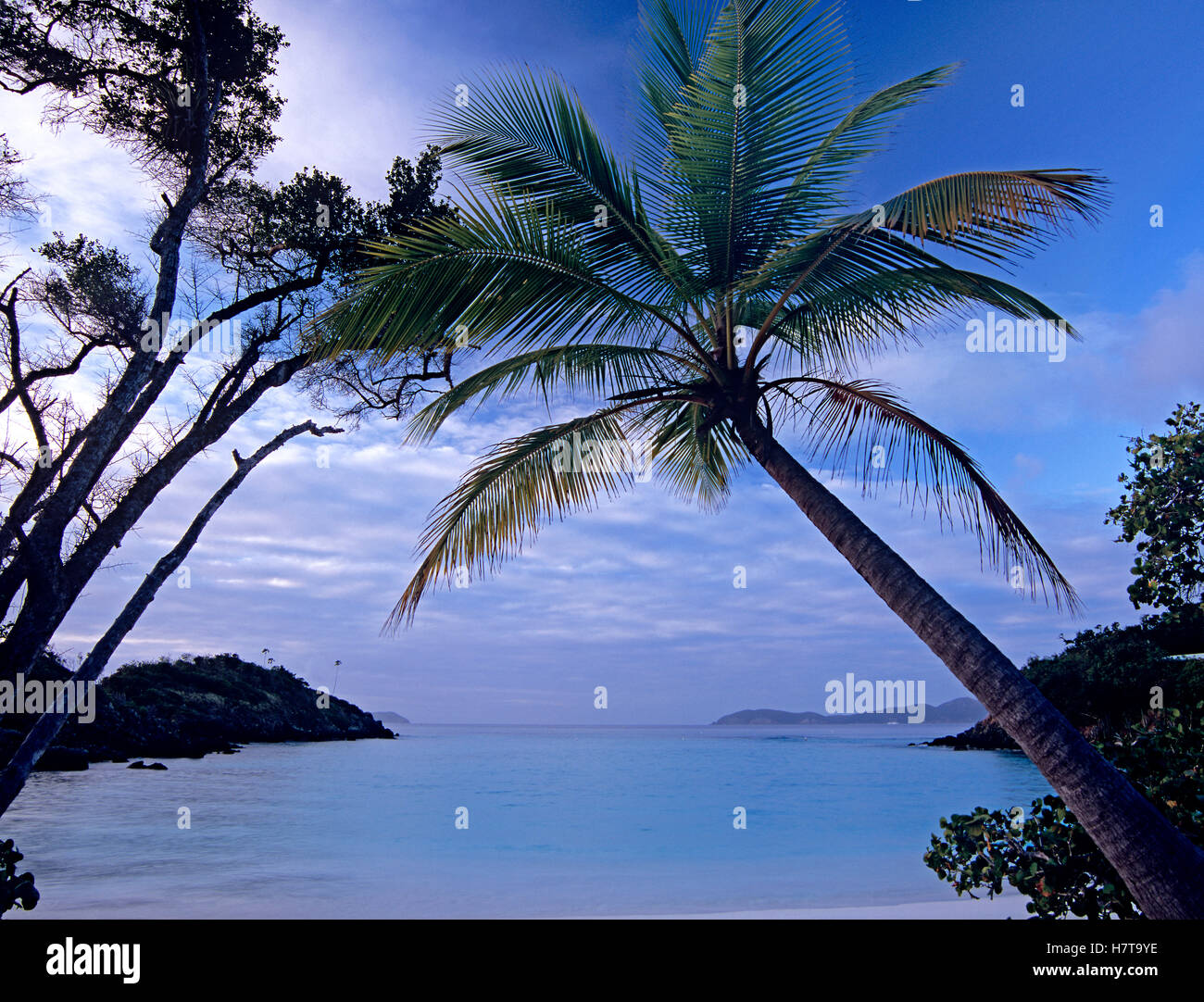 Palm tree at Trunk Bay, St John Island, Virgin Islands Stock Photo - Alamy