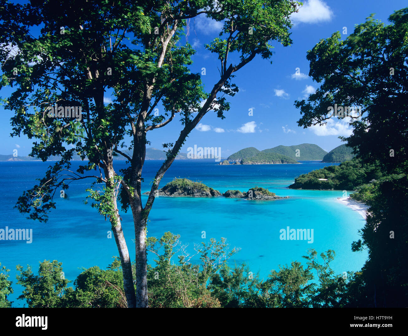 Caribbean seen through trees, Virgin Islands National Park Stock Photo ...