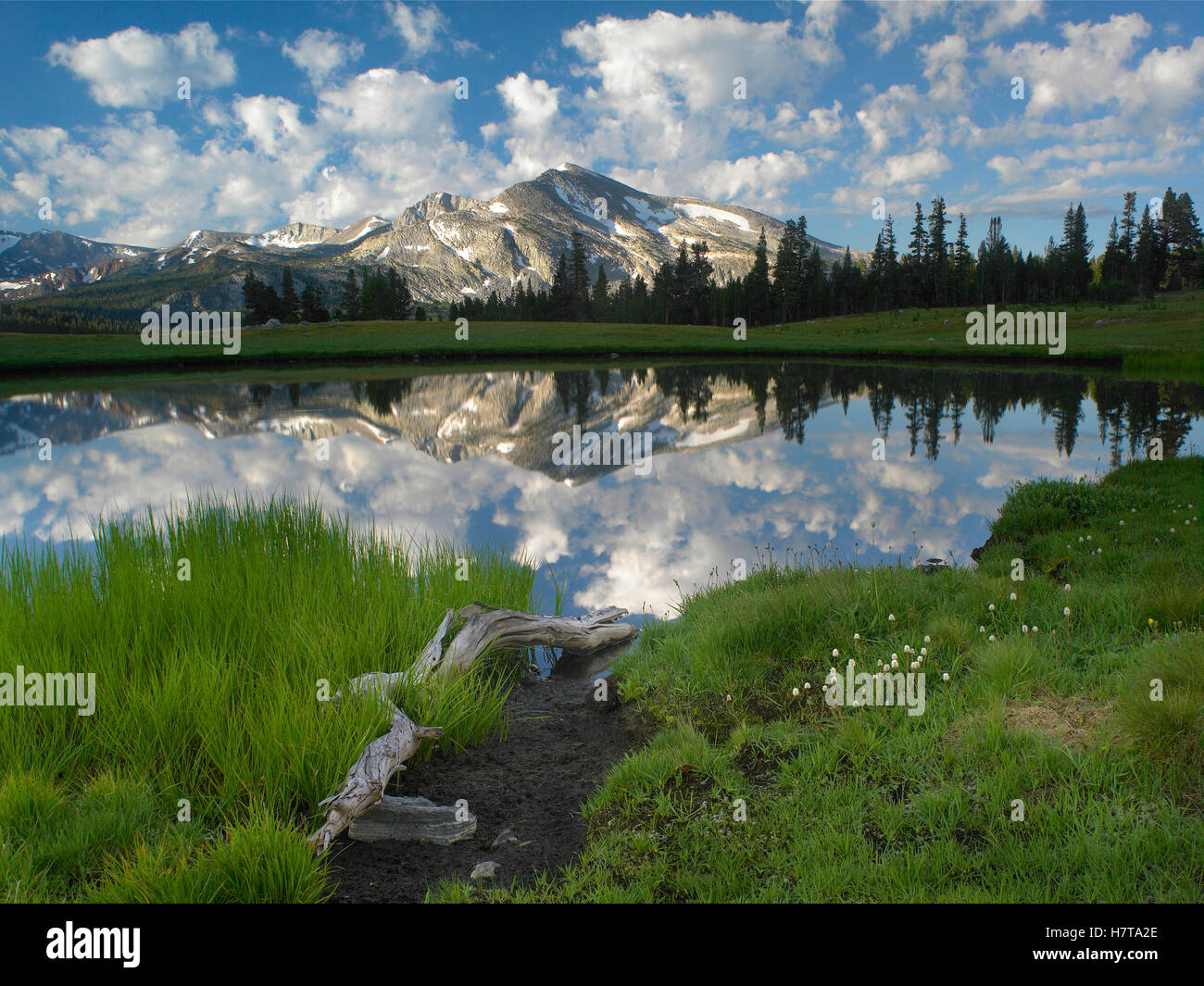 Mammoth Peak and scattered clouds reflected seasonal pool, Upper Dana ...