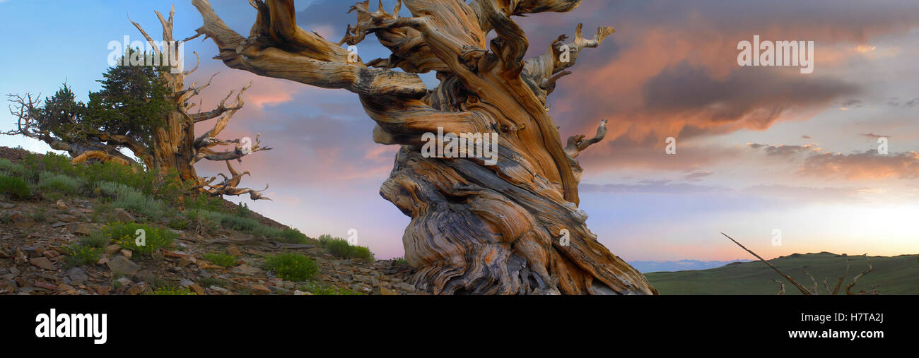 Foxtail Pine (Pinus balfouriana) tree, twisted trunk of an ancient tree ...