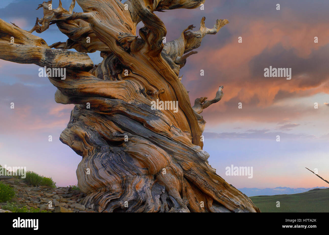 Foxtail Pine (Pinus balfouriana) tree, twisted trunk of an ancient tree ...