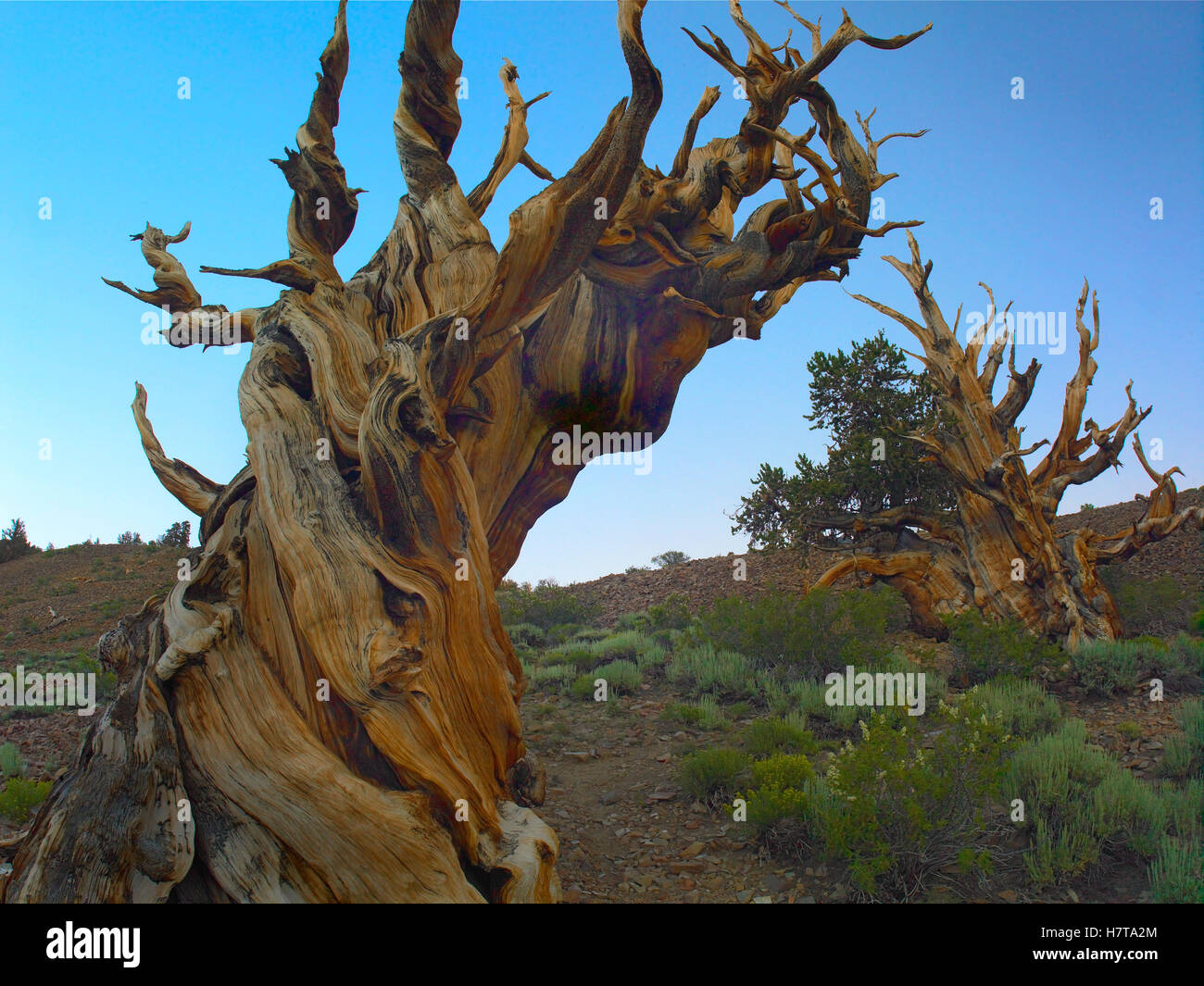 Foxtail Pine (Pinus balfouriana) tree, ancient trees, Schulman Grove ...